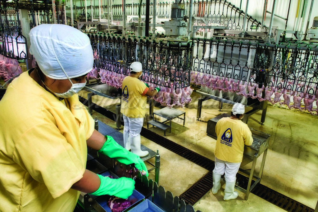 Grupo Crío medio siglo de comercializar huevo y pollo