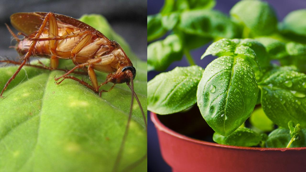 Remedios caseros para eliminar las cucarachas de la casa