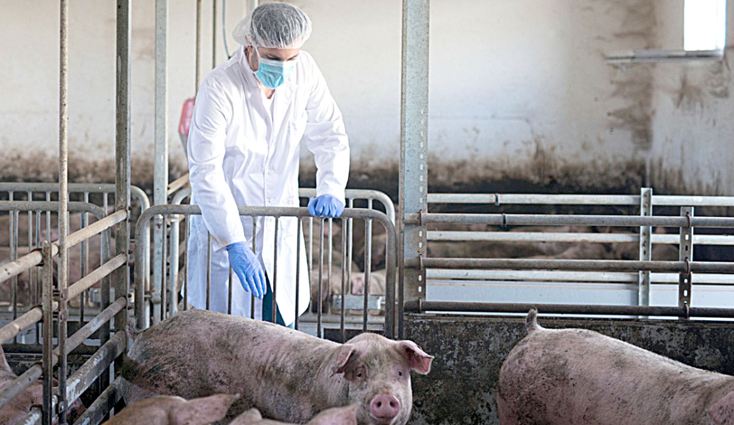 Reportan primer caso de gripe porcina H1N2 en humanos