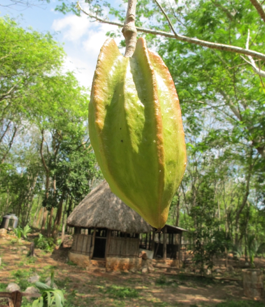 El bonete, fruta comestible cerca de desaparecer en Yucatán - Diario de ...