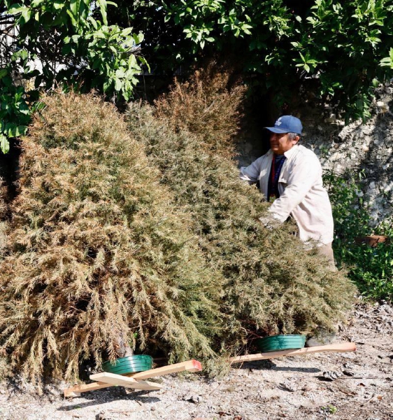 Llevan más de 800 pinos de recolección en los centros de acopio de ...