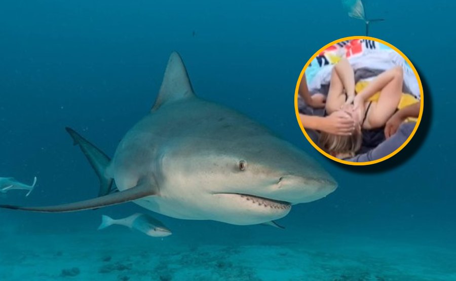 Mujer grave tras ser atacada por un tiburón toro en Sydney