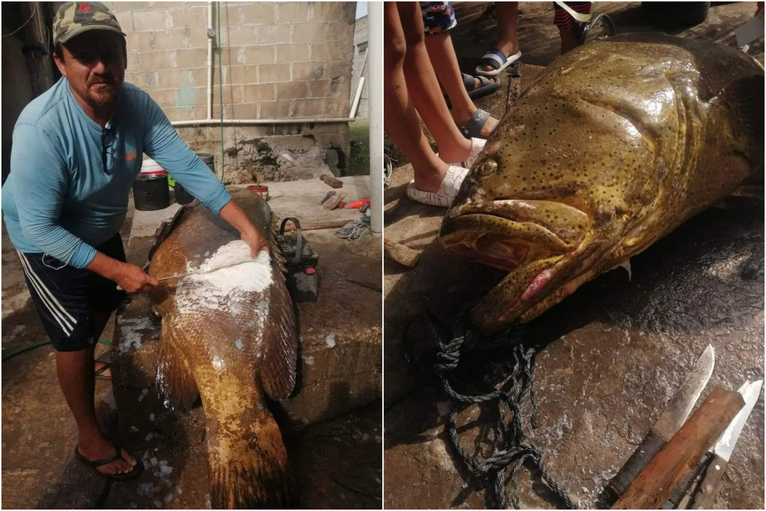 Capturan cherna de 150 kilos en costas de Yucatán - Diario de Yucatán