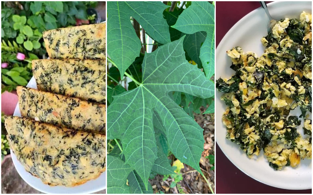 Beneficios de la chaya, planta clave en platillos yucatecos