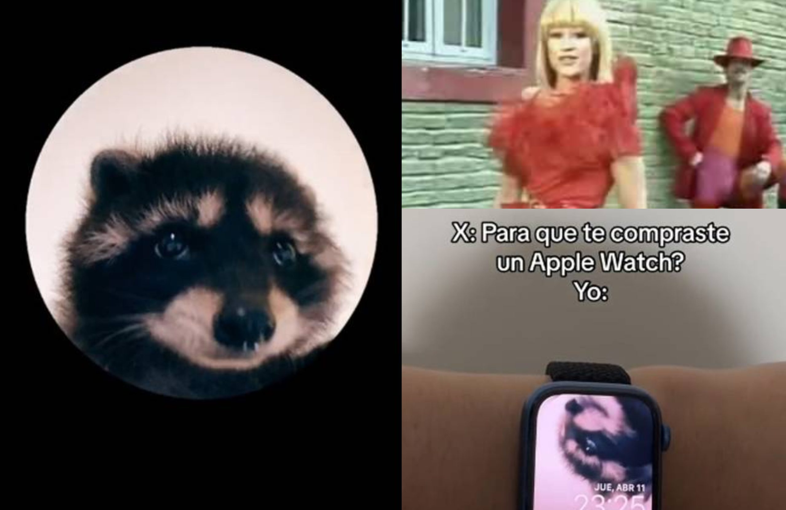 “Pedro, Pedro”; este es el origen del vídeo viral del mapache bailando ...