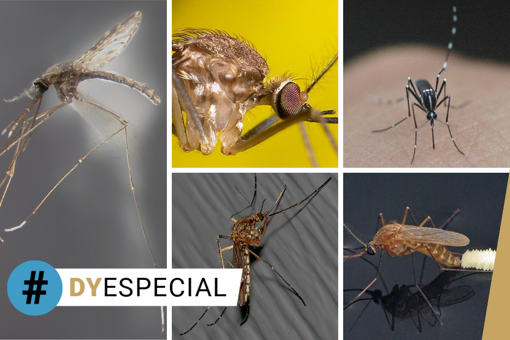 ¿Cuántas especies de moscos hay en Yucatán? Picaduras letales