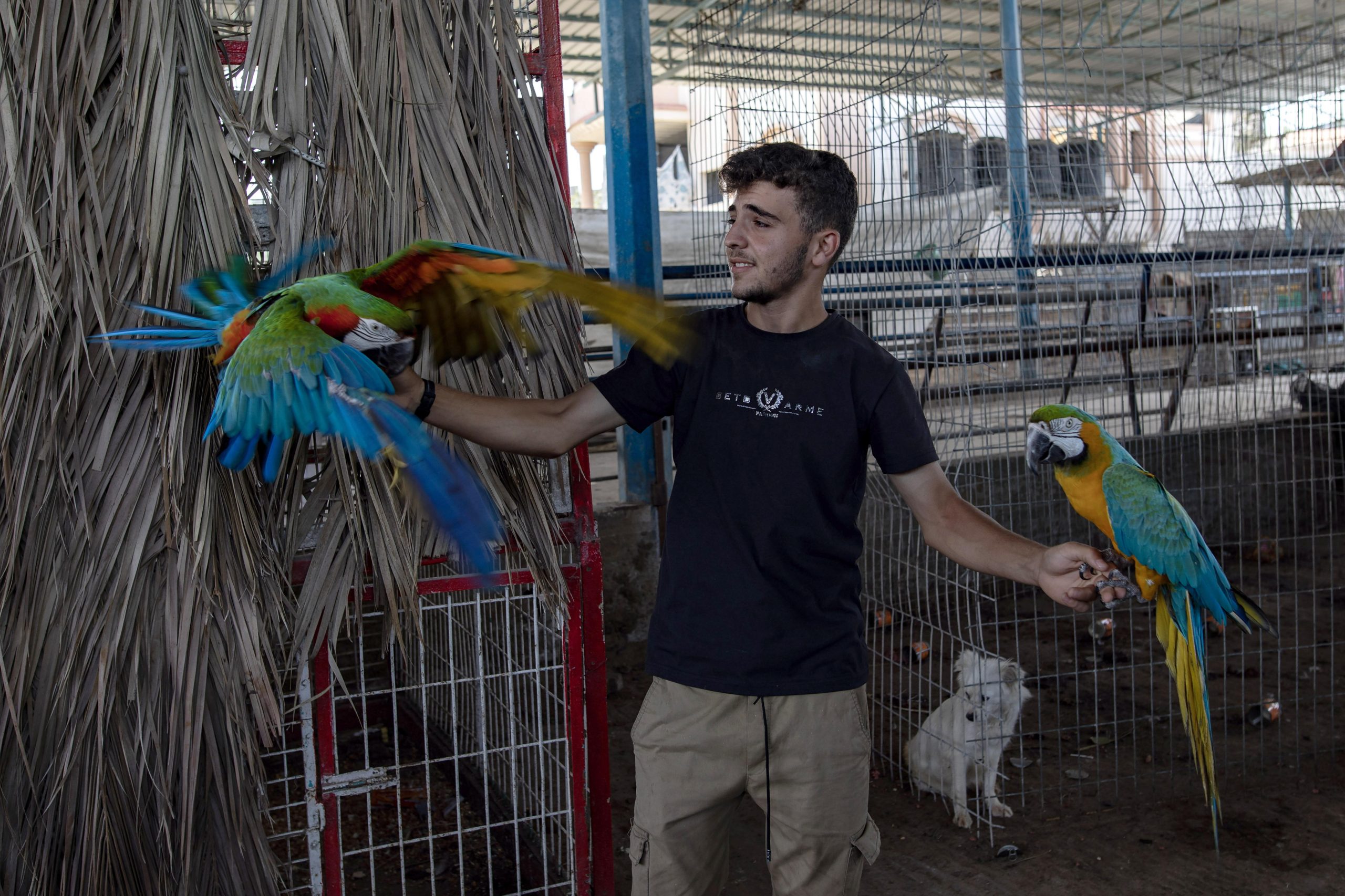 Desalojan a animales del zoo de Rafah, en Gaza, por el avance de ...