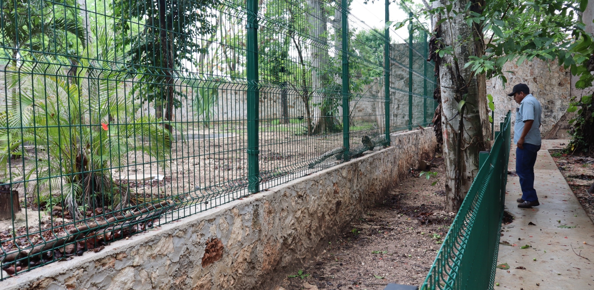 Anuncian la llegada de un tapir en “La Reina” de Tizimín, Yucatán ...
