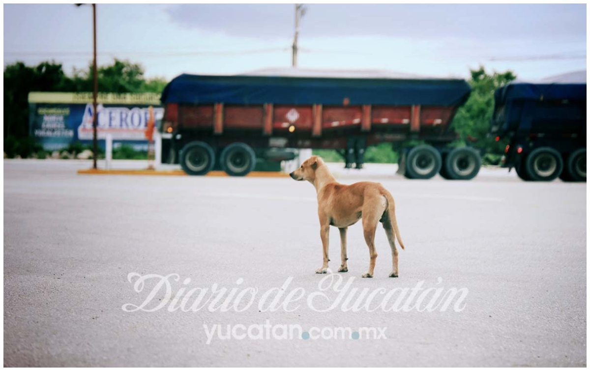 Día Mundial del Perro, una lucha contra el maltrato y abandono - Diario ...